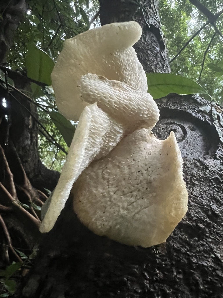 Tropical White Polypore from Mission River, QLD, AU on March 18, 2023 ...