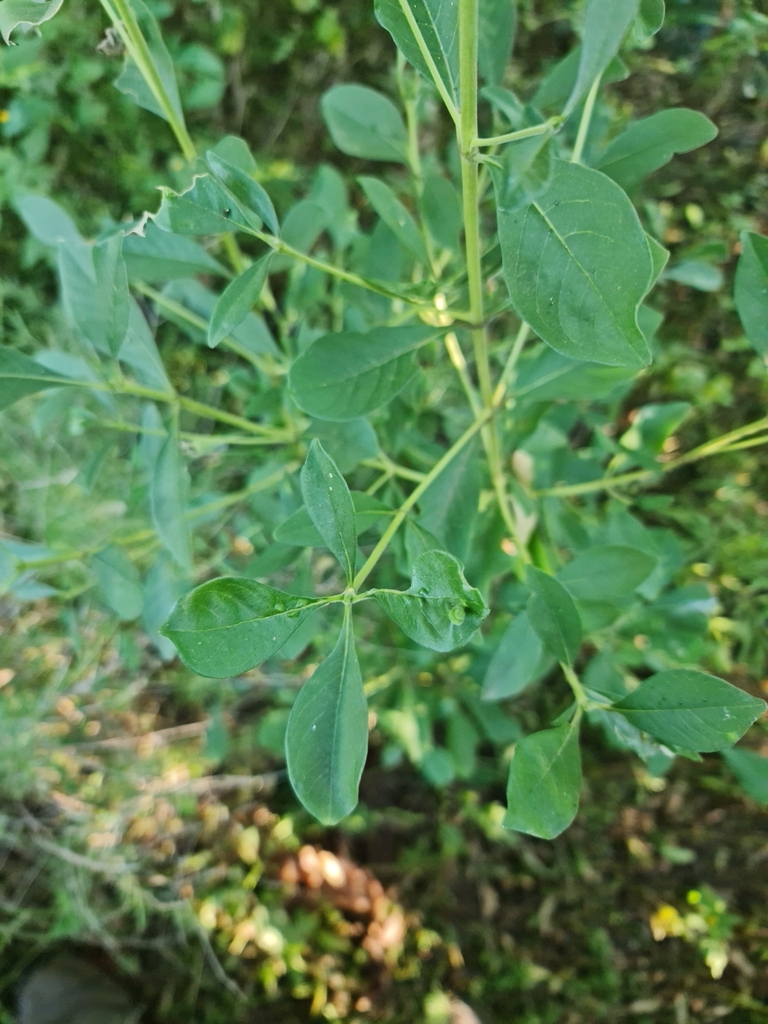 Common Pavetta from Merafong City Local Municipality, South Africa on ...