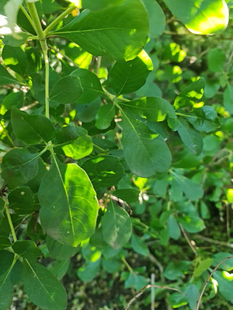 Common Pavetta from Merafong City Local Municipality, South Africa on ...