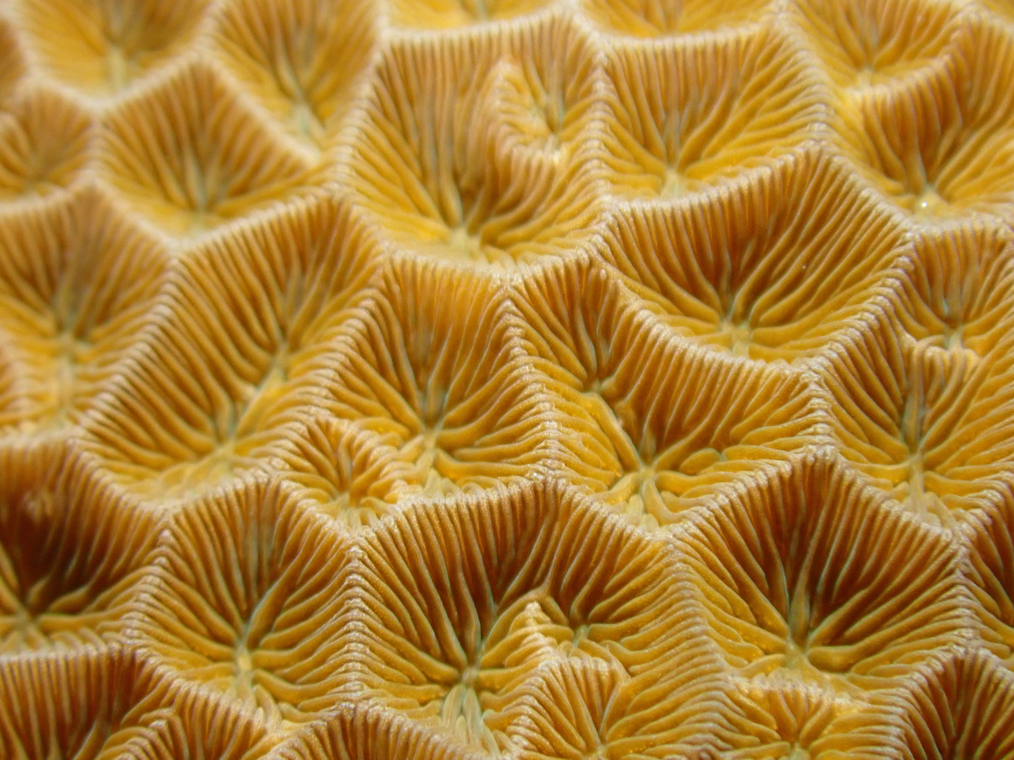 Gardineroseris planulata (Dana, 1846)