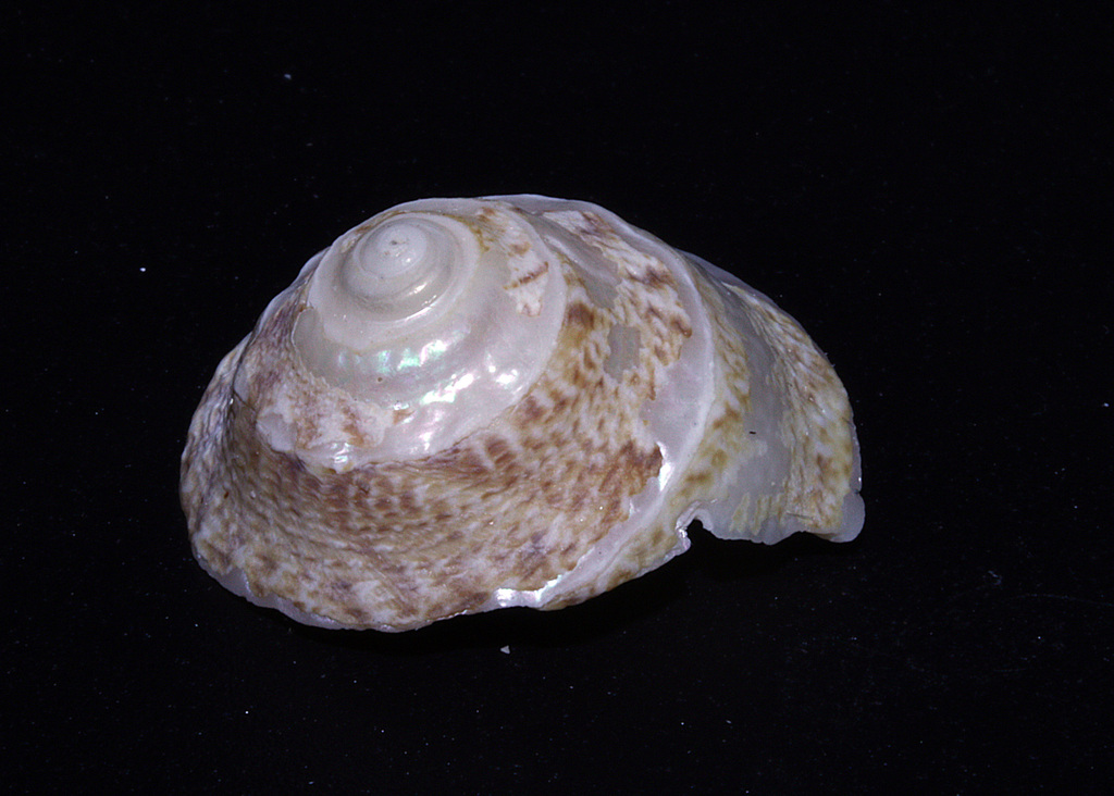 scaly small star from CY O'Connor Beach, North Coogee, WA, Australia on ...