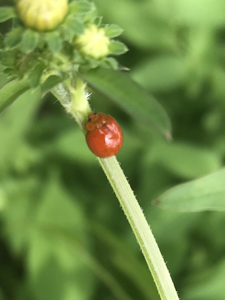 Chilocorus circumdatus from Pekan Quarry Lake, SG on March 18, 2023 at ...