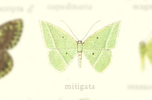Assachlora mitigata · iNaturalist United Kingdom