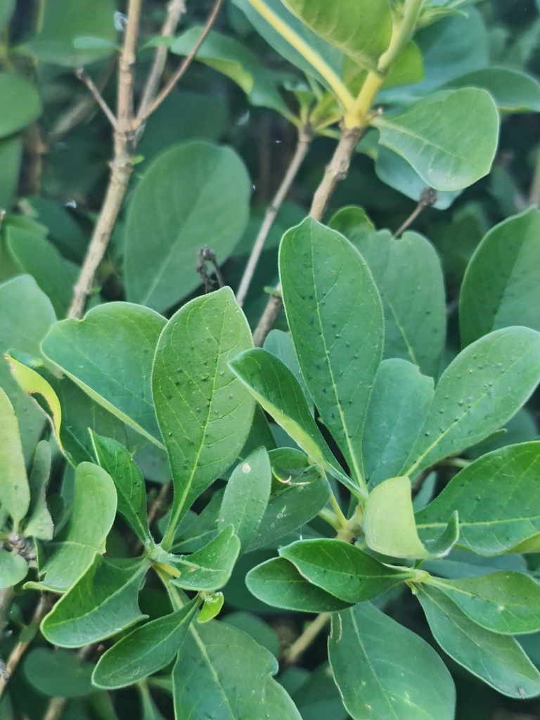 Common Pavetta from Merafong City Local Municipality, South Africa on ...