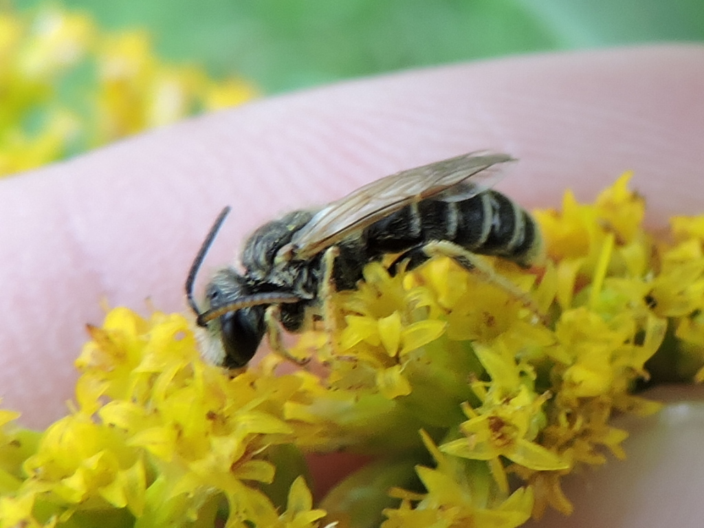 Ligated Furrow Bee from Tarrant County, US-TX, US on November 5, 2015 ...