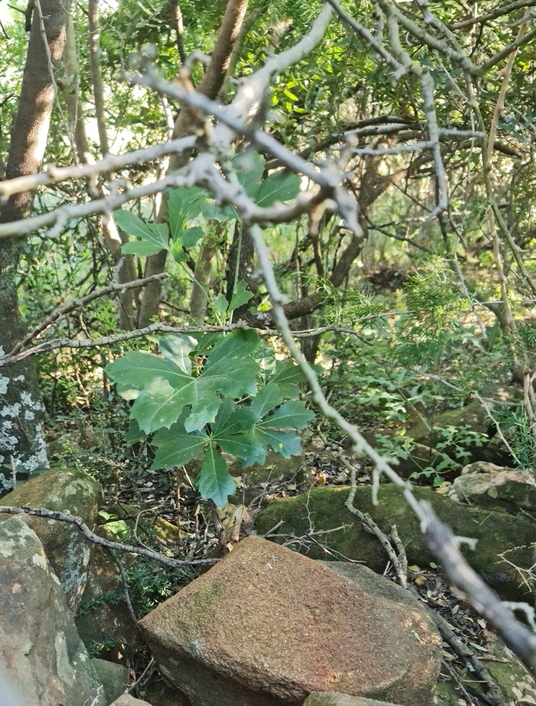 South African cabbage trees from Merafong City Local Municipality ...