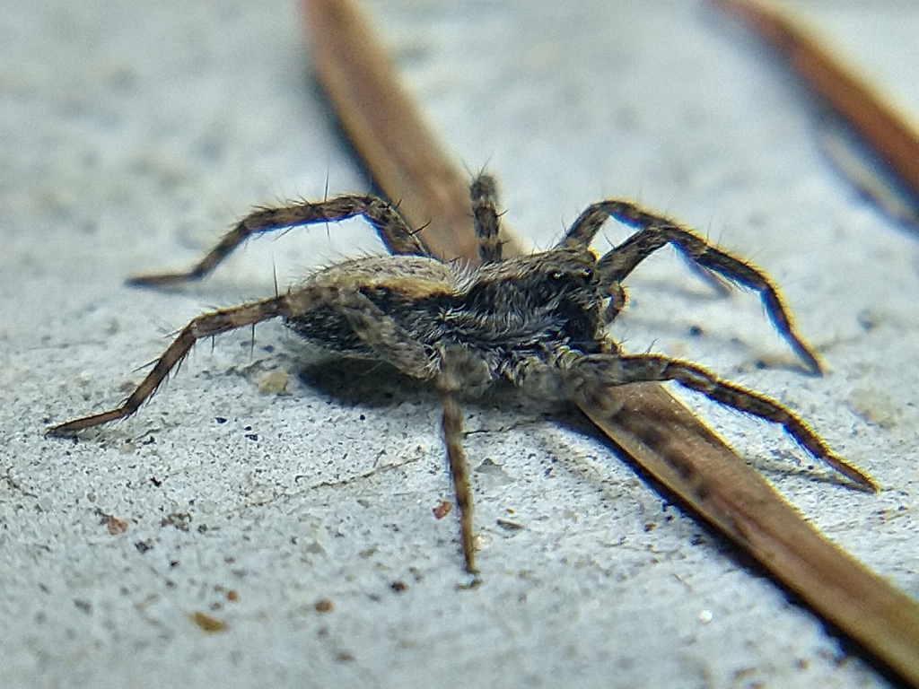 Thin-legged Wolf Spiders from California State University Stanislaus ...