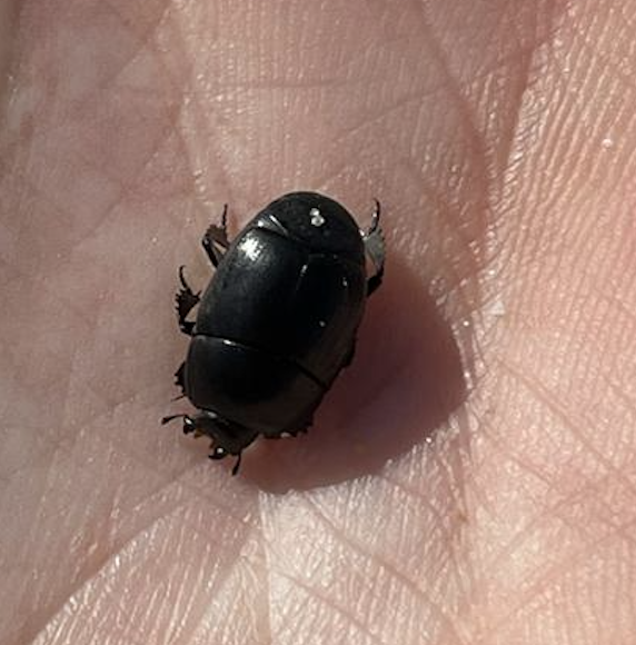 Margarinotus graecus from Ashkelon, Israel on March 18, 2023 at 01:19 ...