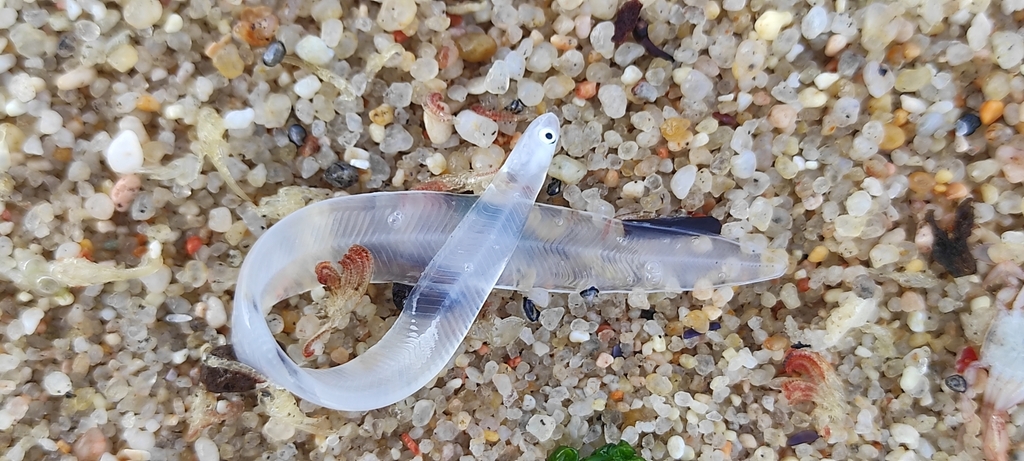 European Eel in March 2023 by Inês Morais Vilaça. Dead at the sand on ...