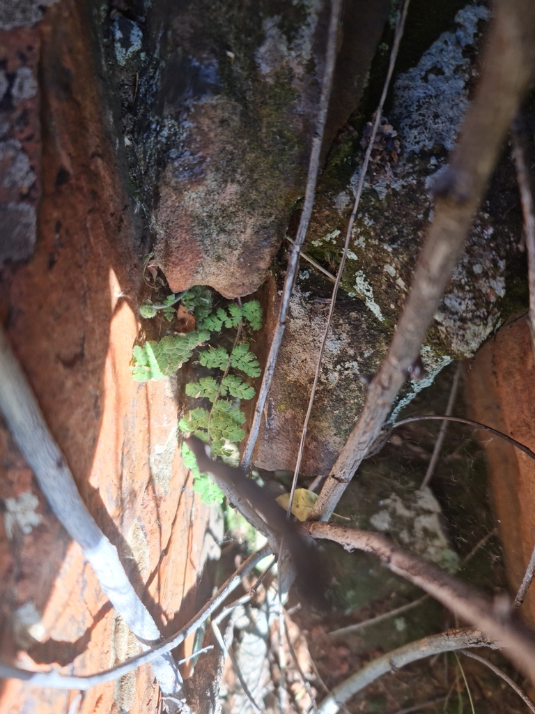Scented Fern from Merafong City Local Municipality, South Africa on ...