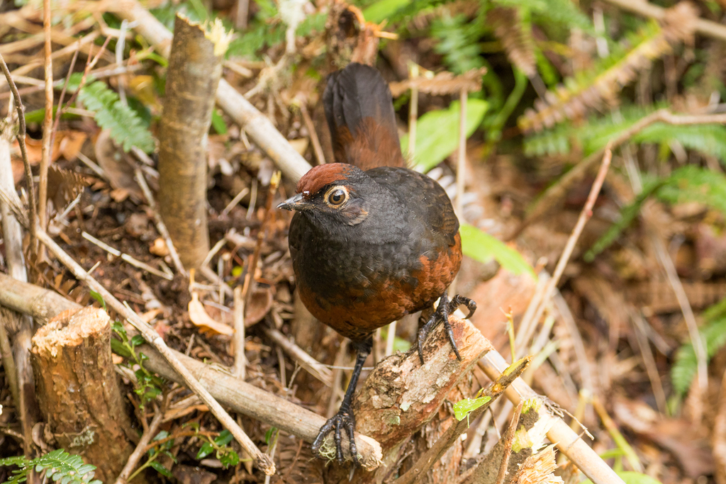 Huet-huet (Naturaleza en el Refugio del Agua-Mallín de Barrio Norte-VLA ...