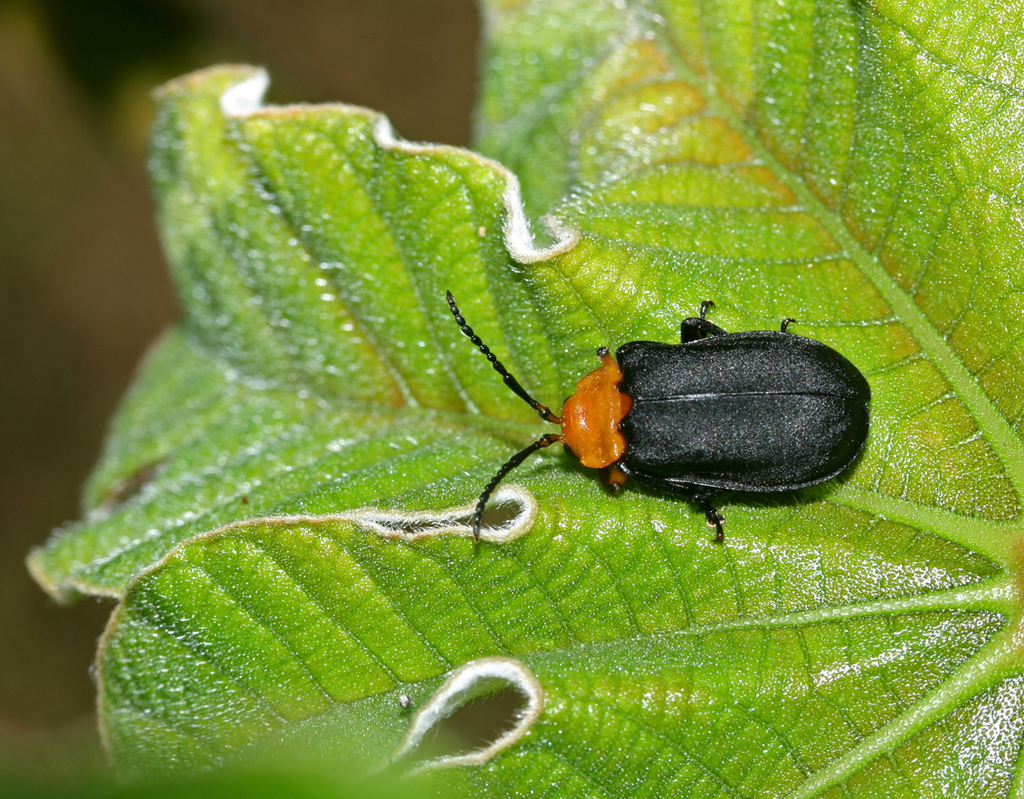 Galerucini from Provinz Guanacaste, Costa Rica on November 12, 2008 at ...