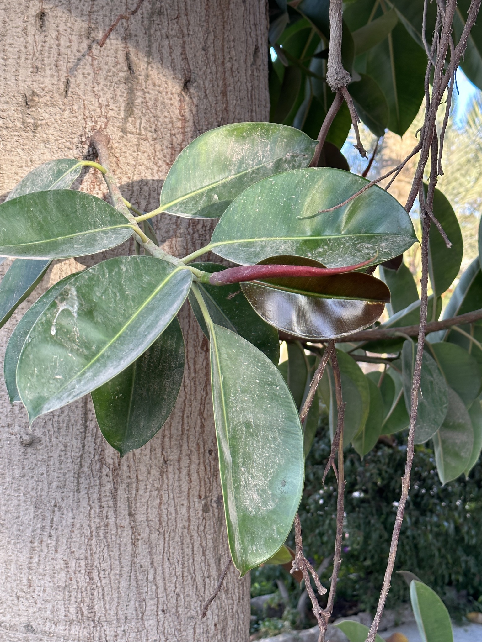 Ficus elastica Roxb.