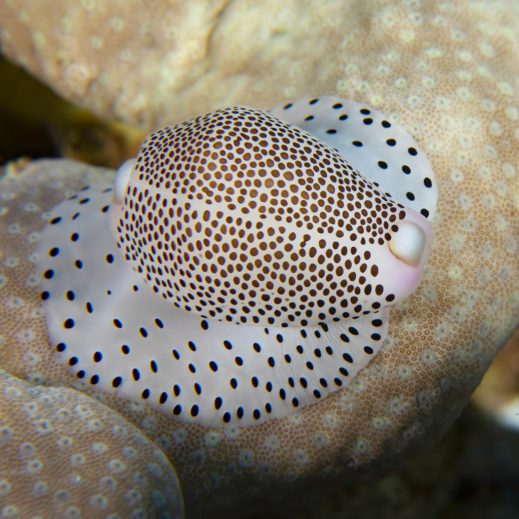 Little Egg Cowry from North West Solitary Island, Australia on March 17 ...