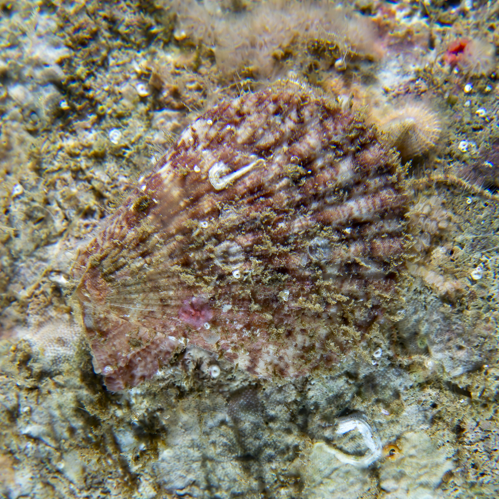 Dwarf Fan Shells from North West Solitary Island, Australia on March 17 ...