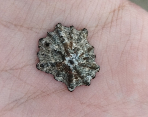 Subespecie Patelloida saccharina stella · iNaturalist Ecuador