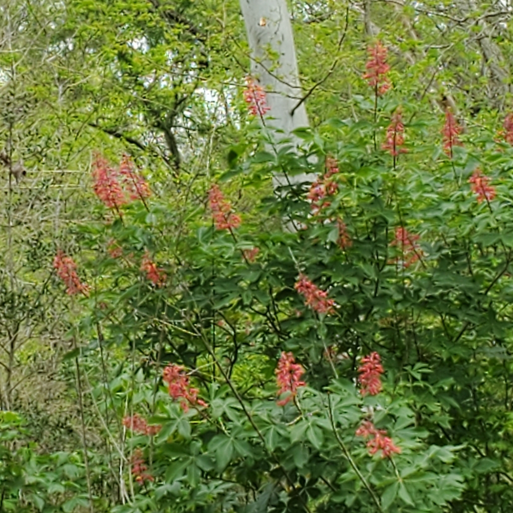 Red Buckeye from Washington, TX 77880, USA on March 17, 2023 at 12:26 ...