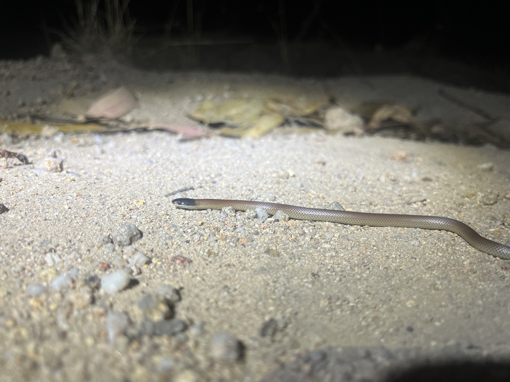 Variable Black-naped Snake from Warby Ward, Wangandary, VIC, AU on ...