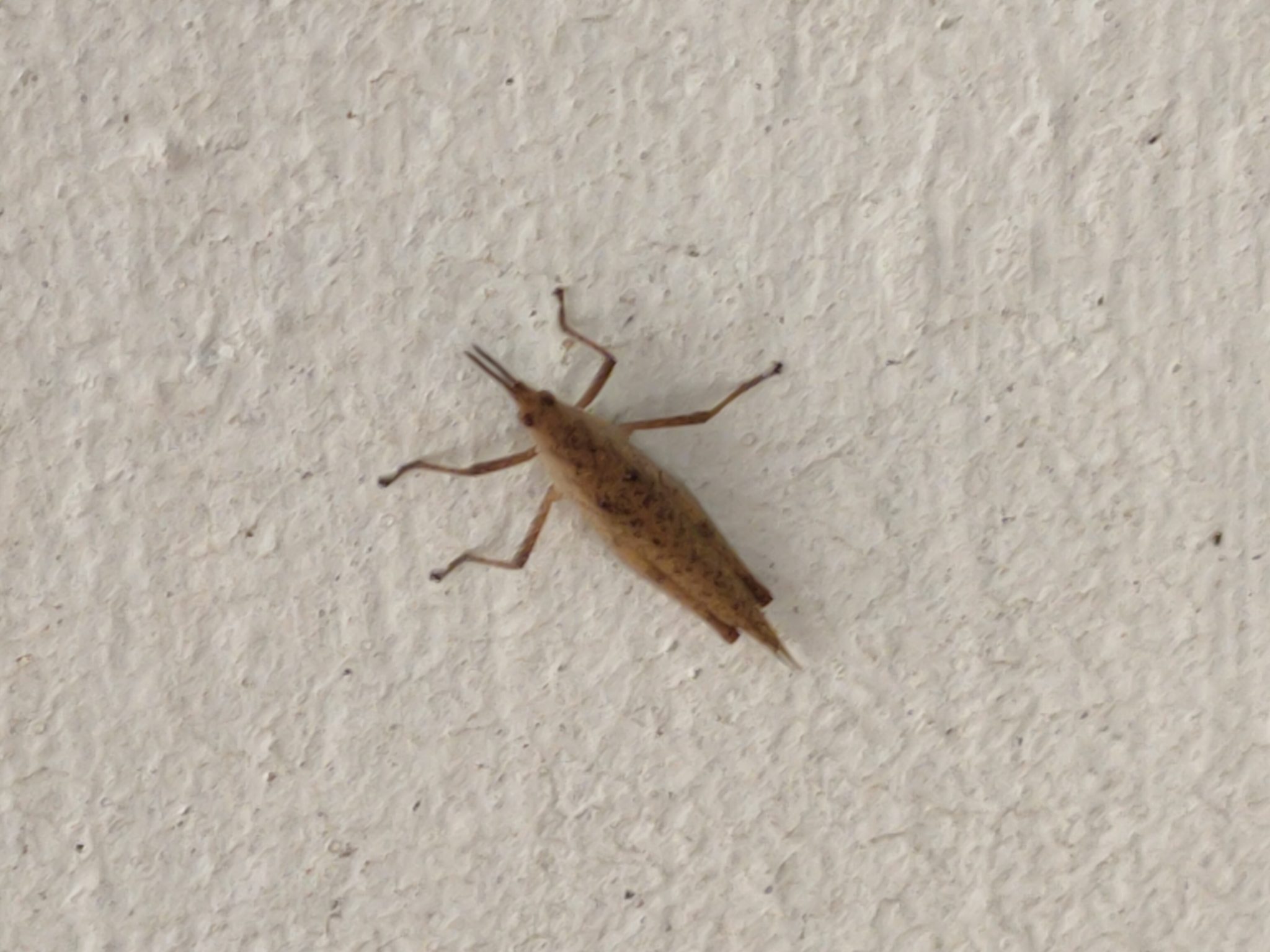 Atractomorpha lata (Mochulsky, 1866)