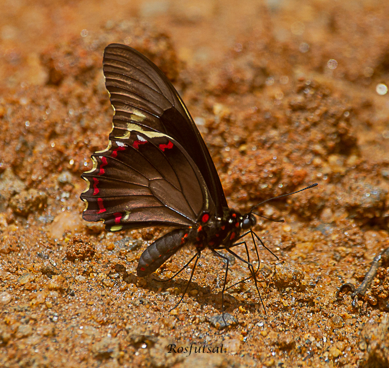 Polydamas Swallowtail from Domingos Martins, ES, 29260-000, Brasil on ...