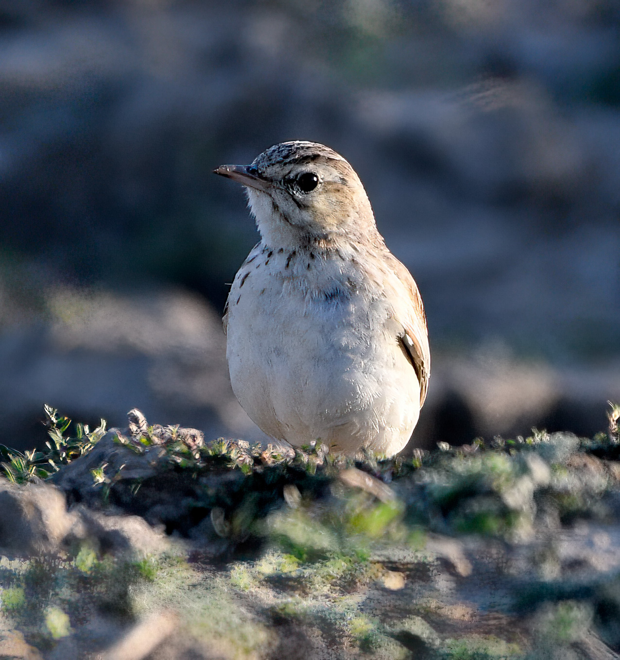 Anthus campestris (Linnaeus, 1758)