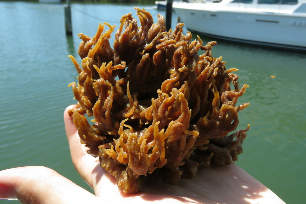 Lissodendoryx sigmata from Belleair, FL 33756, USA on March 17, 2023 at ...