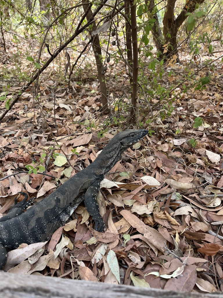 Southern Heath Monitor from Lane Poole Reserve, Nanga Brook, WA, AU on ...