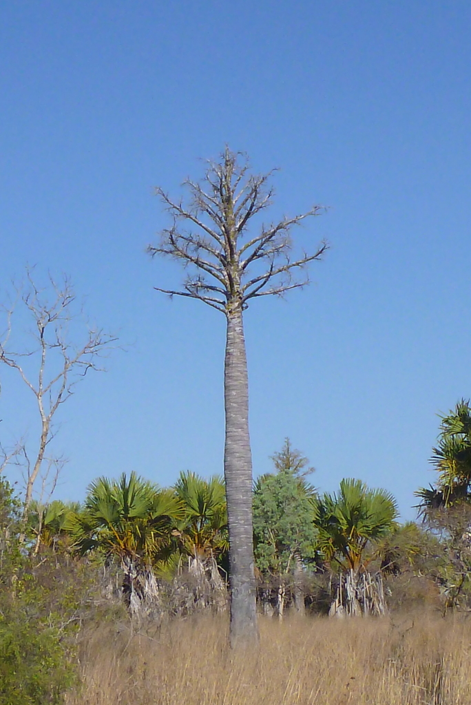 gebang palm (Corypha utan) - Botanical Realm