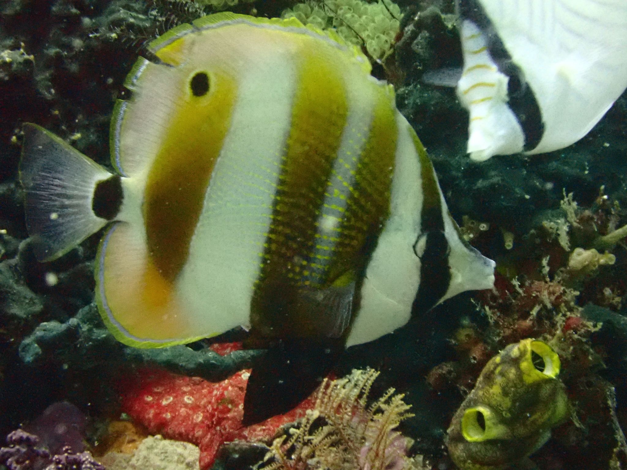 Coradion chrysozonus (Cuvier, 1831)