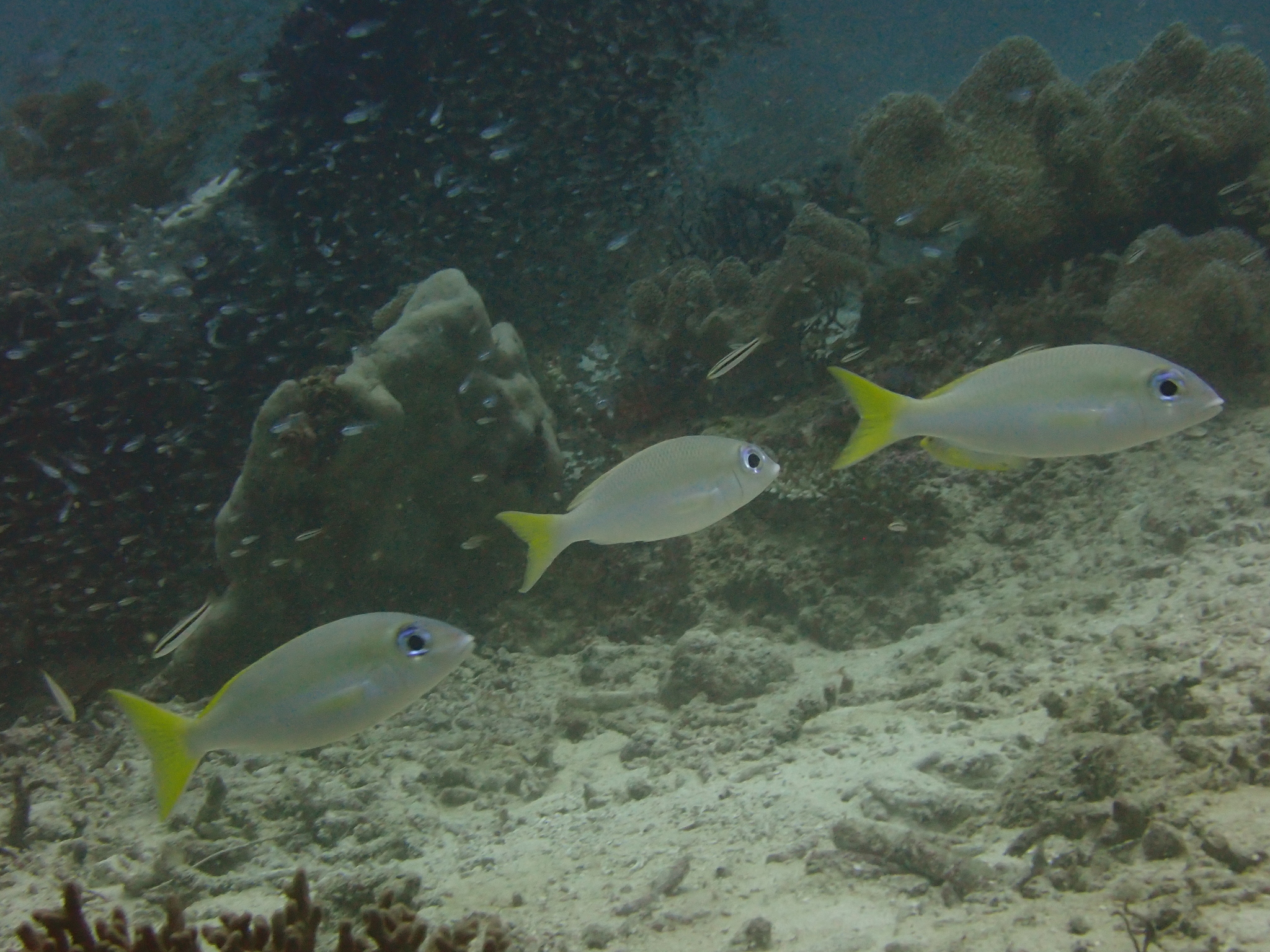 Scolopsis affinis Peters, 1877