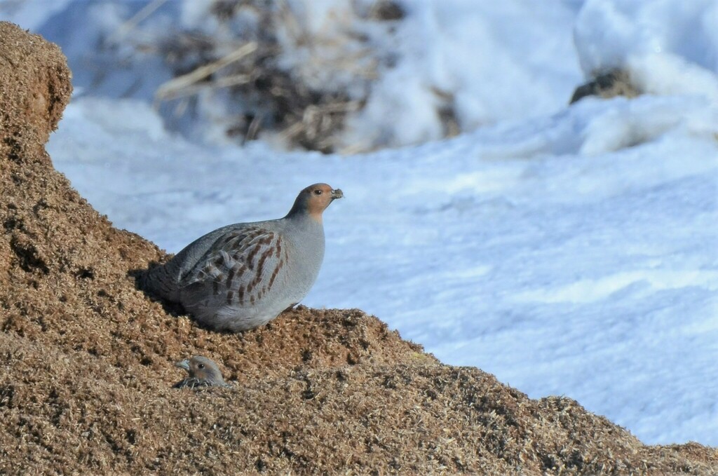 Gray Partridge from Новосибирский р-н, Новосибирская обл., Россия on ...