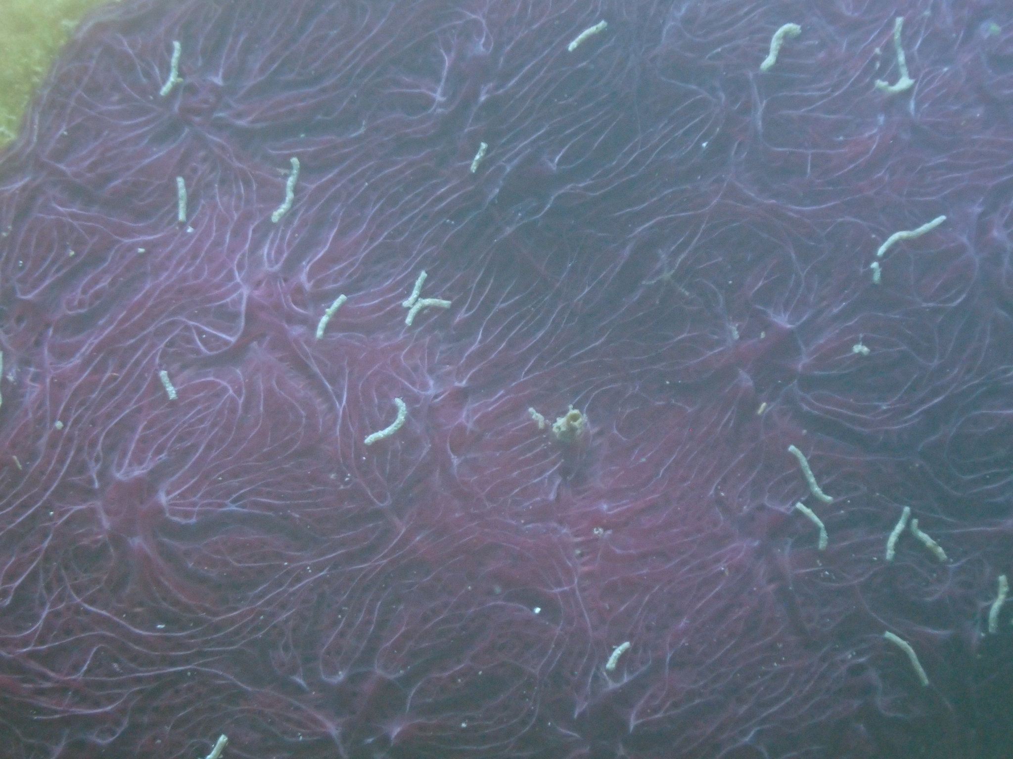 Chalinula nematifera (de Laubenfels, 1954)