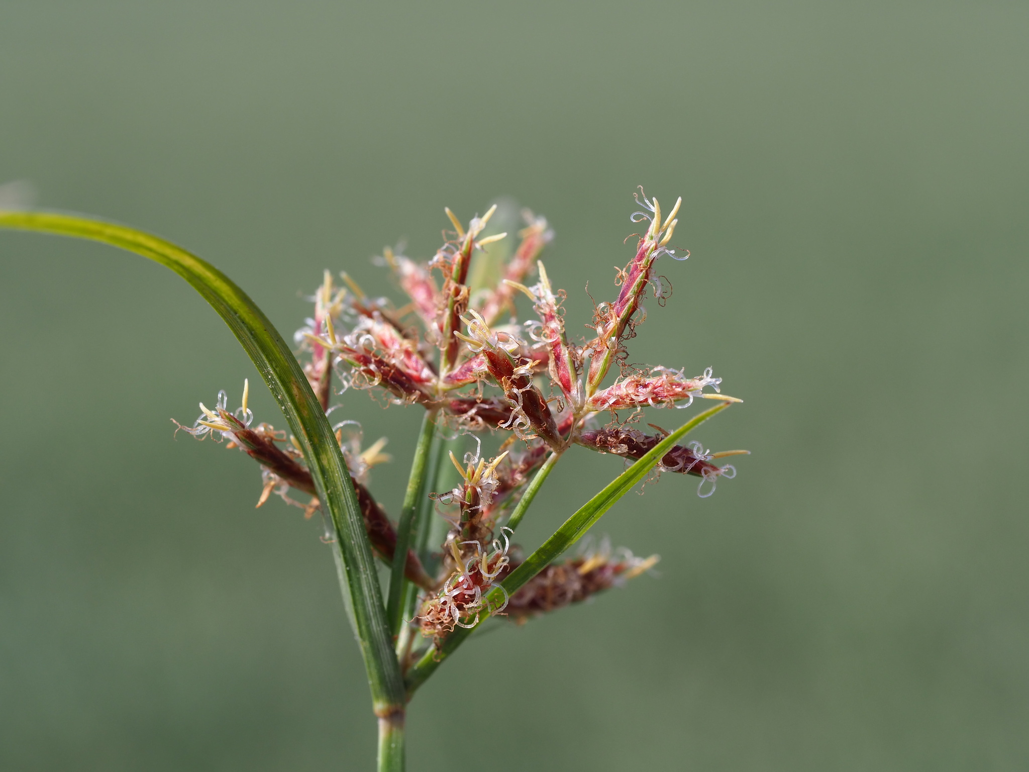 Cyperus rotundus L.