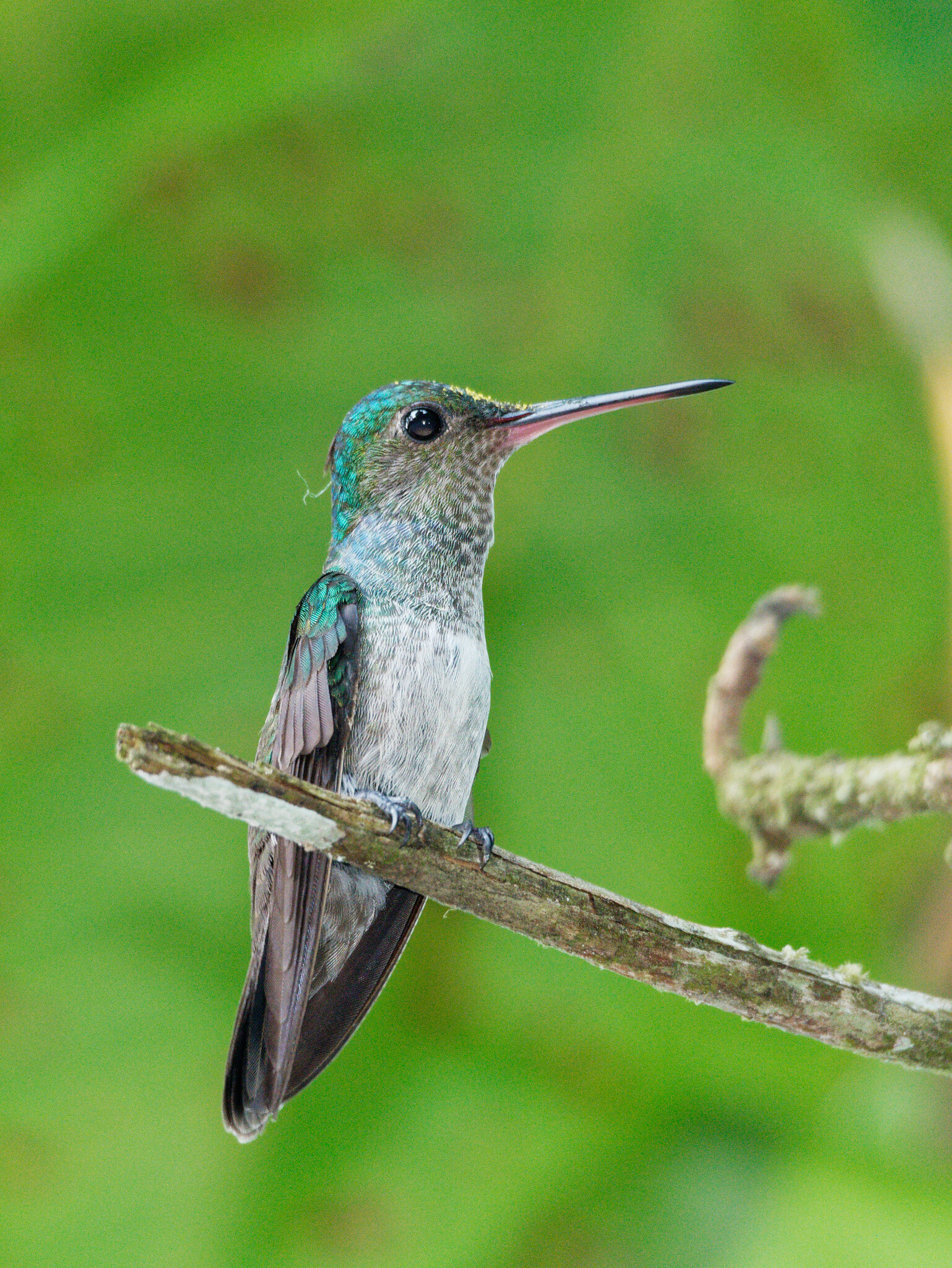 Polyerata decora Salvin, 1891