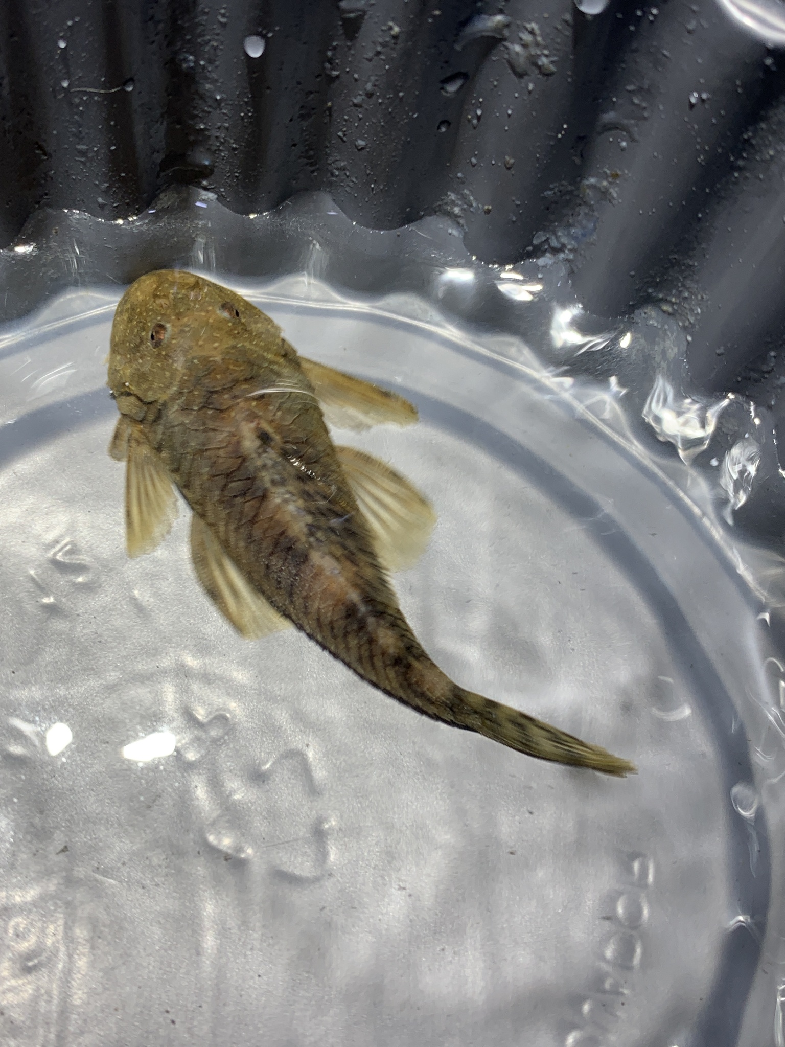 Chaetostoma microps Günther, 1864