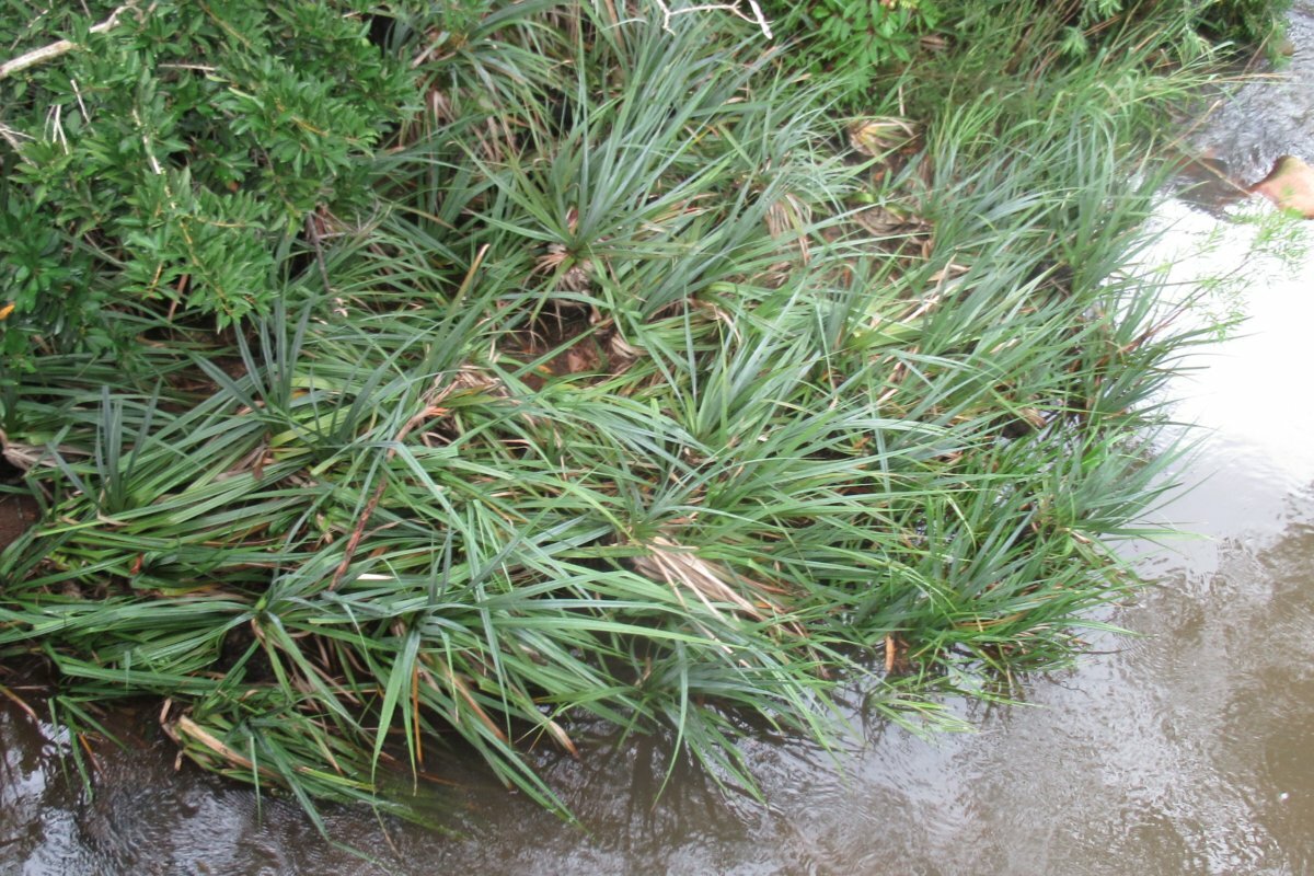 Thurniaceae