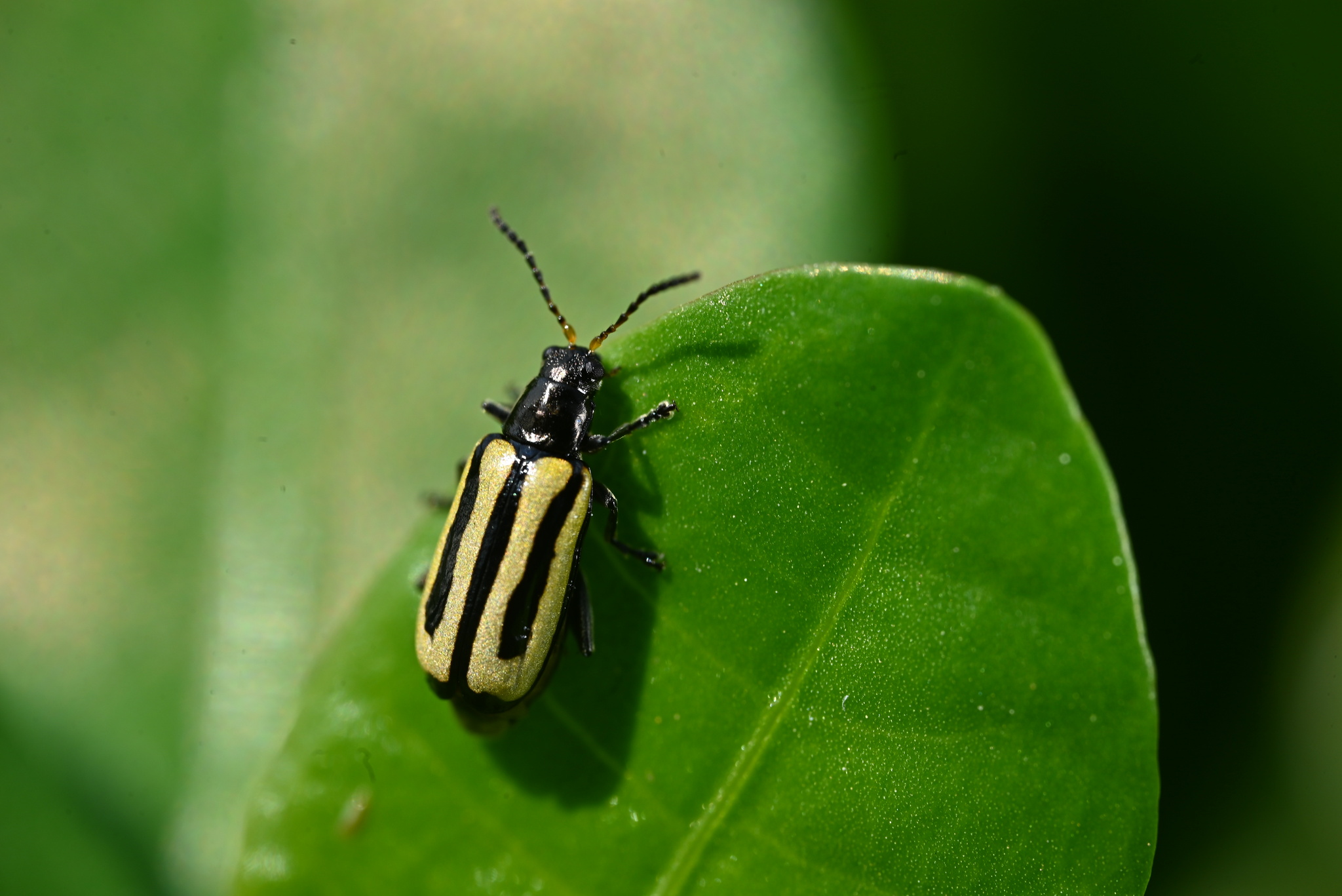 Agasicles Jacoby, 1904