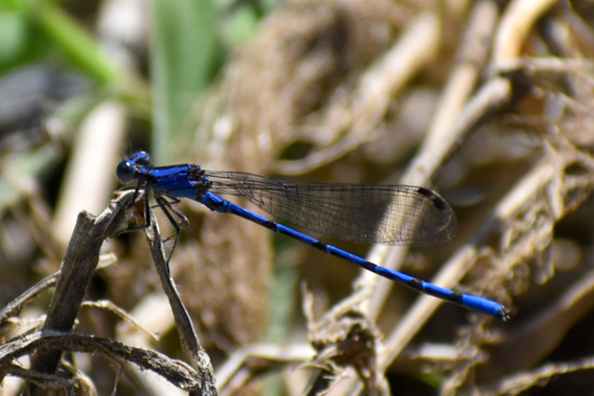 Argia elongata Garrison & von Ellenrieder, 2017