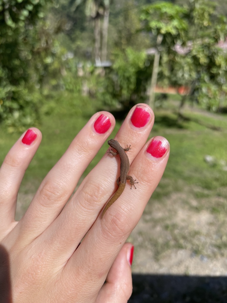 Tobago Least Gecko from Trinidad, Trinidad and Tobago, TT on February ...