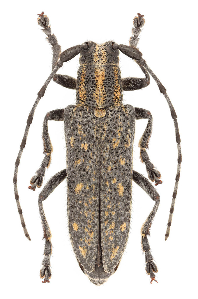 Saperda mutica from Estrie, QC, Canada on August 5, 2022 at 08:13 PM by ...