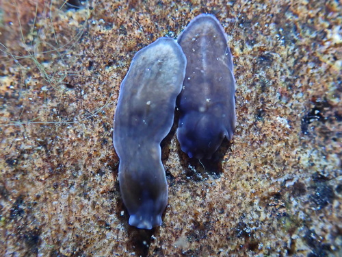 Dendrocoelopsis vaginata · iNaturalist