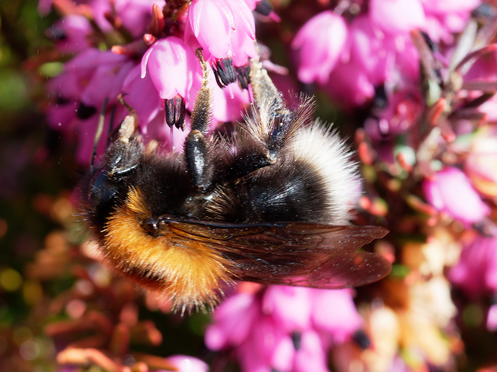 Tree Bumble Bee from Buxton SK17, UK on March 18, 2023 at 12:40 PM by ...