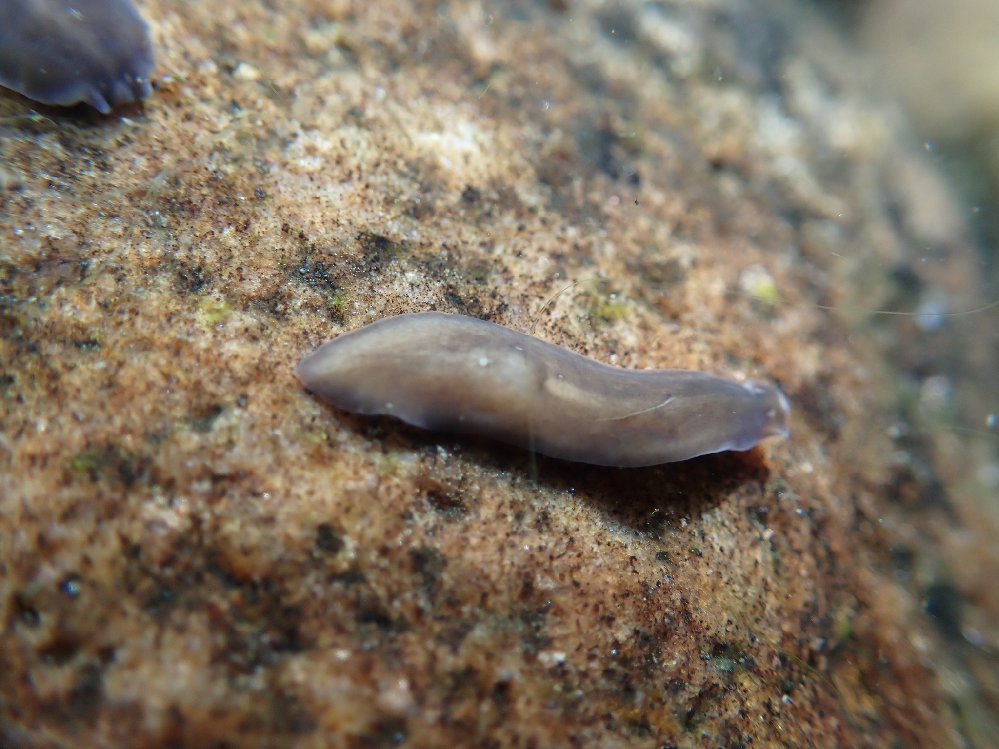 Dendrocoelidae