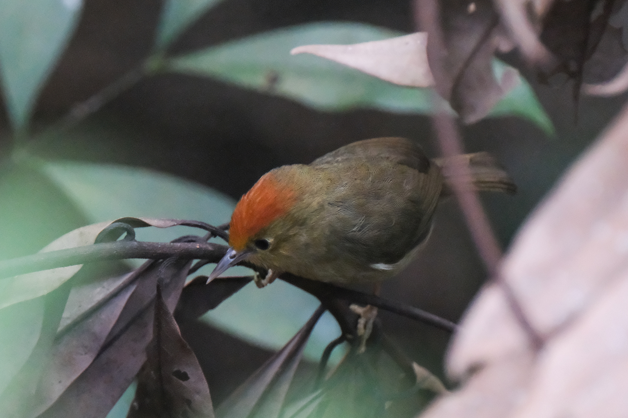 Stachyridopsis ruficeps (Blyth, 1847)