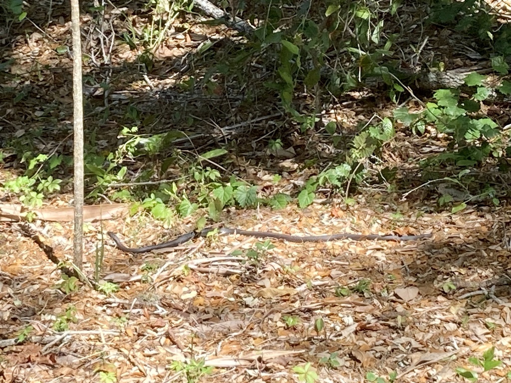 Southern Black Racer from Prosperity Farms Rd, Palm Beach Gardens, FL ...