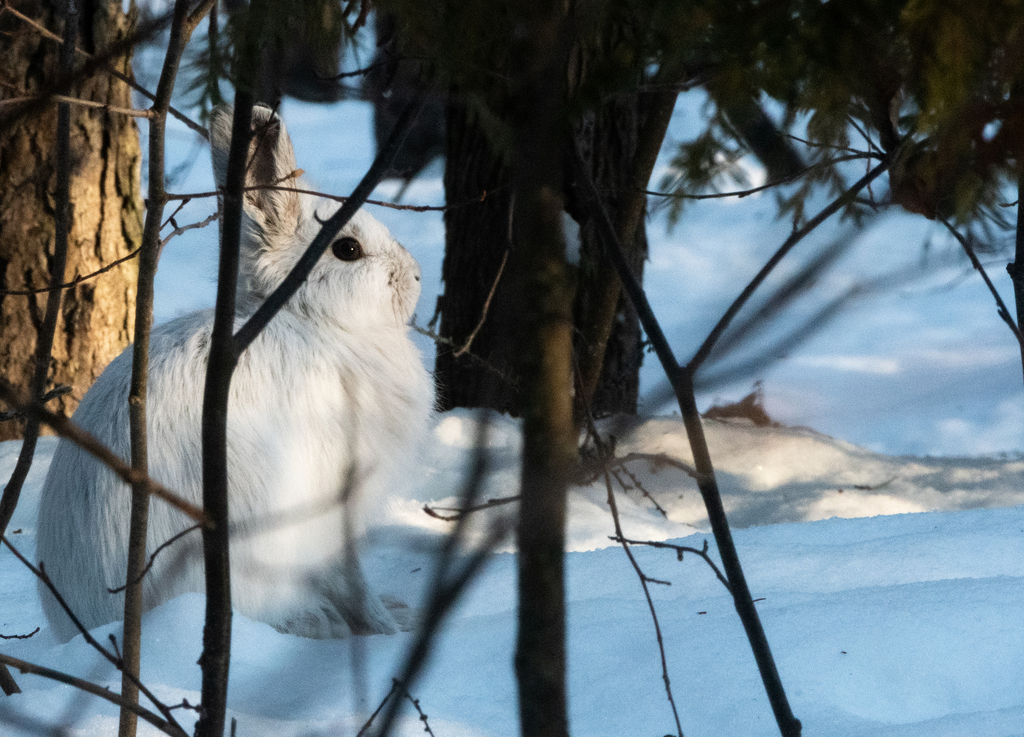 Snowshoe Hare from Val-d'Or, QC, Canada on March 18, 2023 at 08:28 AM ...