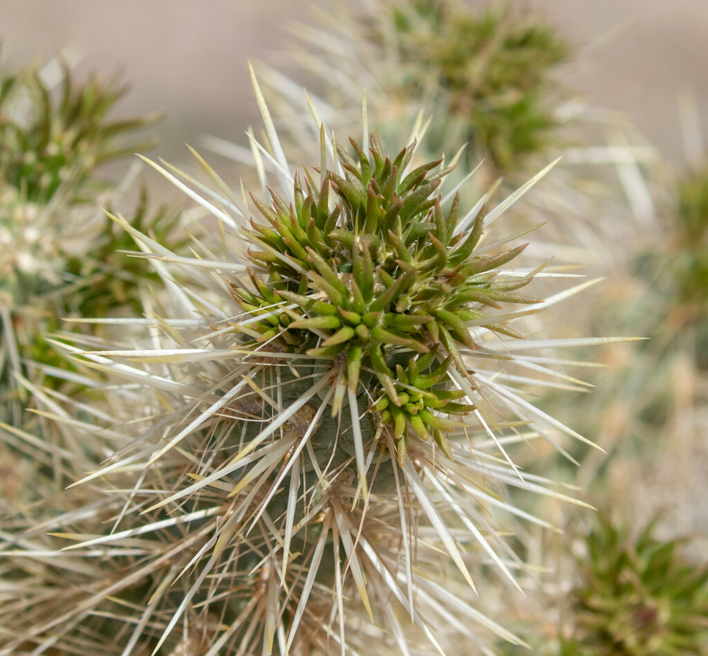 Silver Cholla from Death Valley NP, Inyo County, CA, USA on March 11 ...