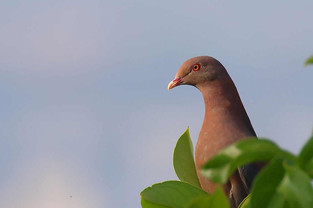 Red-billed Pigeon from San Salvador, El Salvador on March 15, 2023 at ...