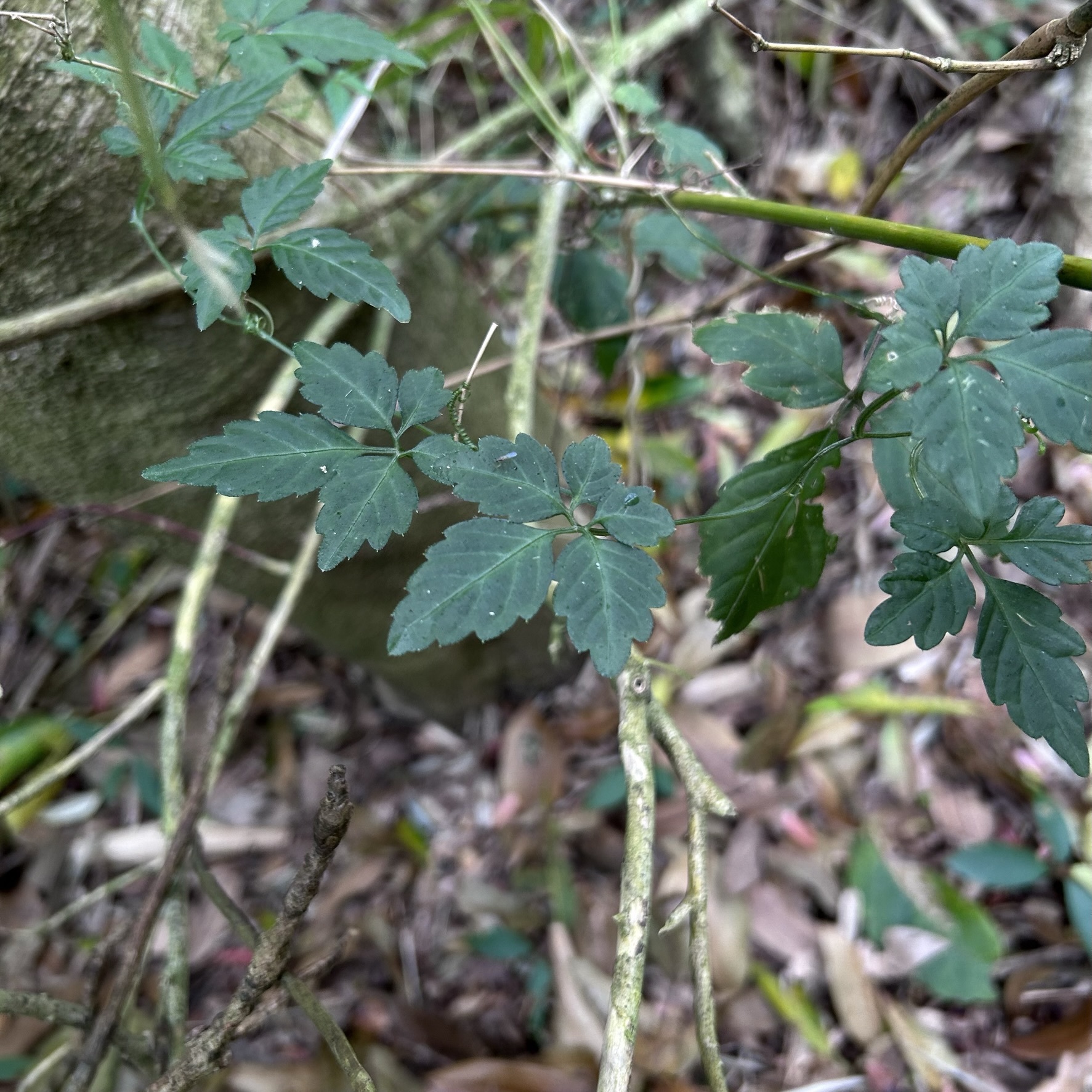 Gynostemma pentaphyllum (Thunb.) Makino