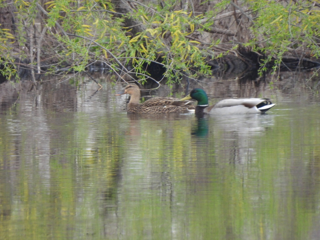 Mallard from Fort Worth, TX, USA on March 18, 2023 at 09:32 AM by ...